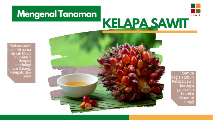 Mengenal Jenis Jenis Tanaman Kelapa Sawit Dan Varietasnya Pupuk Sawit ... Mengenal Jenis Jenis Tanaman Kelapa Sawit Dan Varietasnya Pupuk Sawit ...